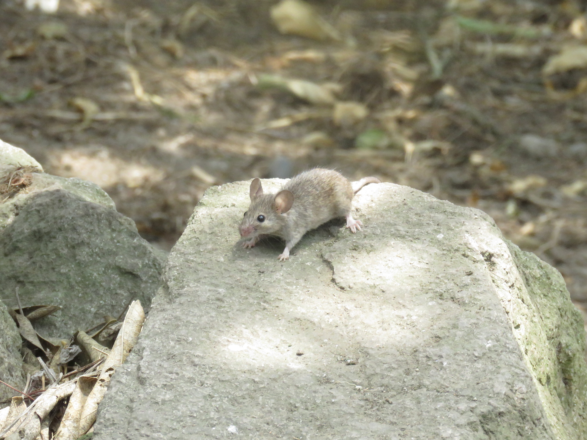 Phyllotis andium Thomas, 1912
