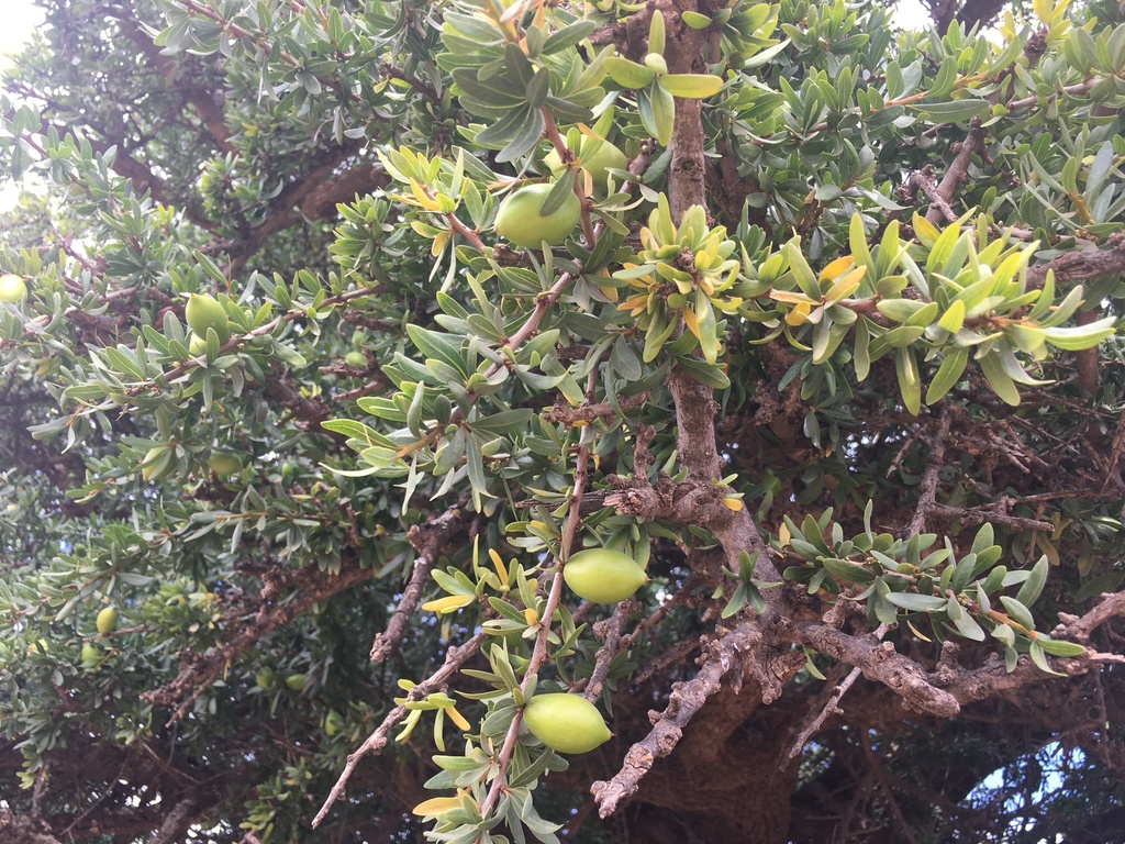 Argan tree (Sideroxylon spinosum) - Botanical Realm
