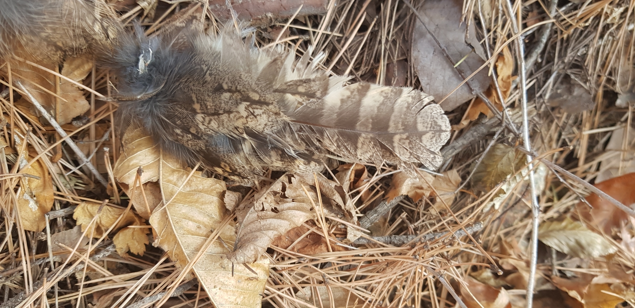 Otus semitorques Temminck & Schlegel, 1844