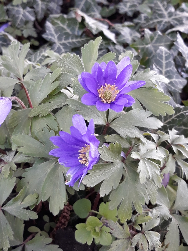 Greek Anemone from 5380 Fernelmont, Belgique on March 9, 2020 at 03:47 ...
