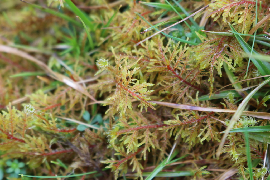 stairstep moss from Machynlleth SY20, UK on February 22, 2020 at 12:30 ...