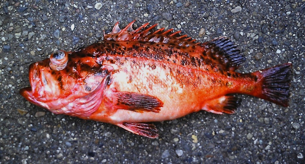 Bronzespotted Rockfish (Sebastes gilli) - Marine Life Identification