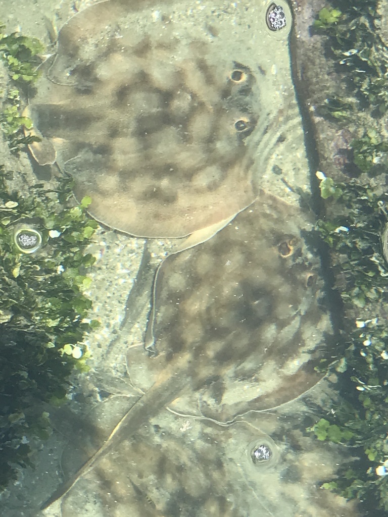 Haller's Round Ray from Océano Pacífico, JAL, MX on March 8, 2020 at 12 ...