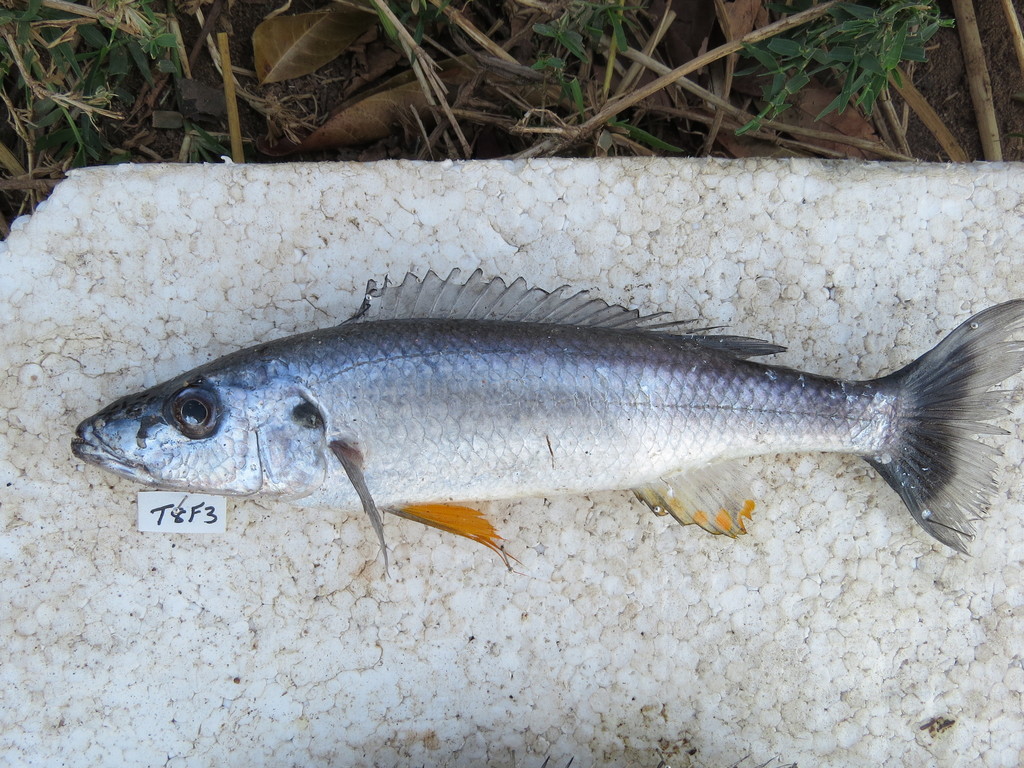 Tigerfish (Rhamphochromis longiceps) - Marine Life Identification
