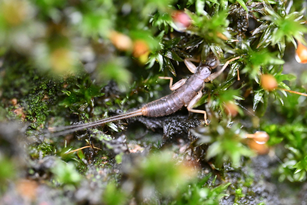 Diplatyidae from 安吉县, 湖州市, 浙江省, CN on March 27, 2026 at 03:30 PM by 李择阳 ...