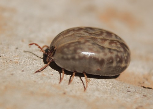 Australian Cattle Tick (Tick Watch Southwest Australia) · iNaturalist