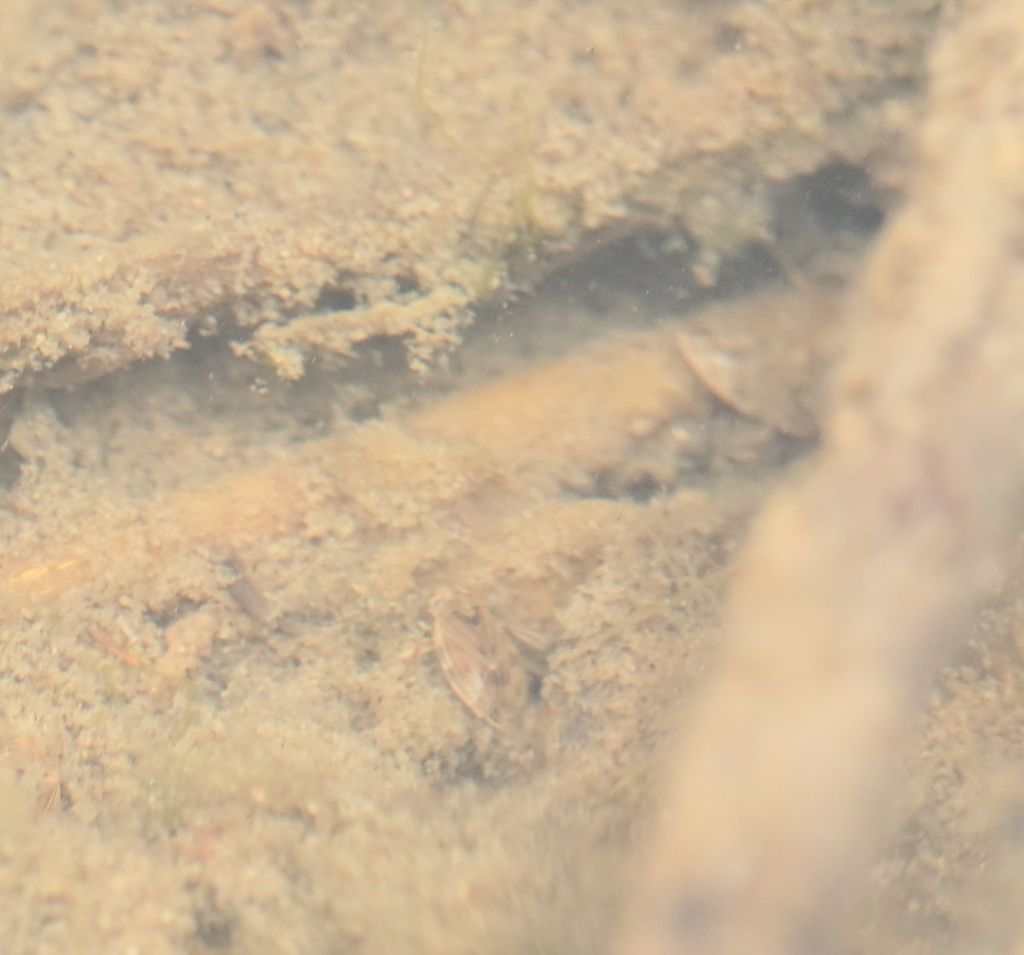 Micronecta from 中国天津市滨海新区 on March 30, 2026 at 01:39 PM by 管牧山 ...