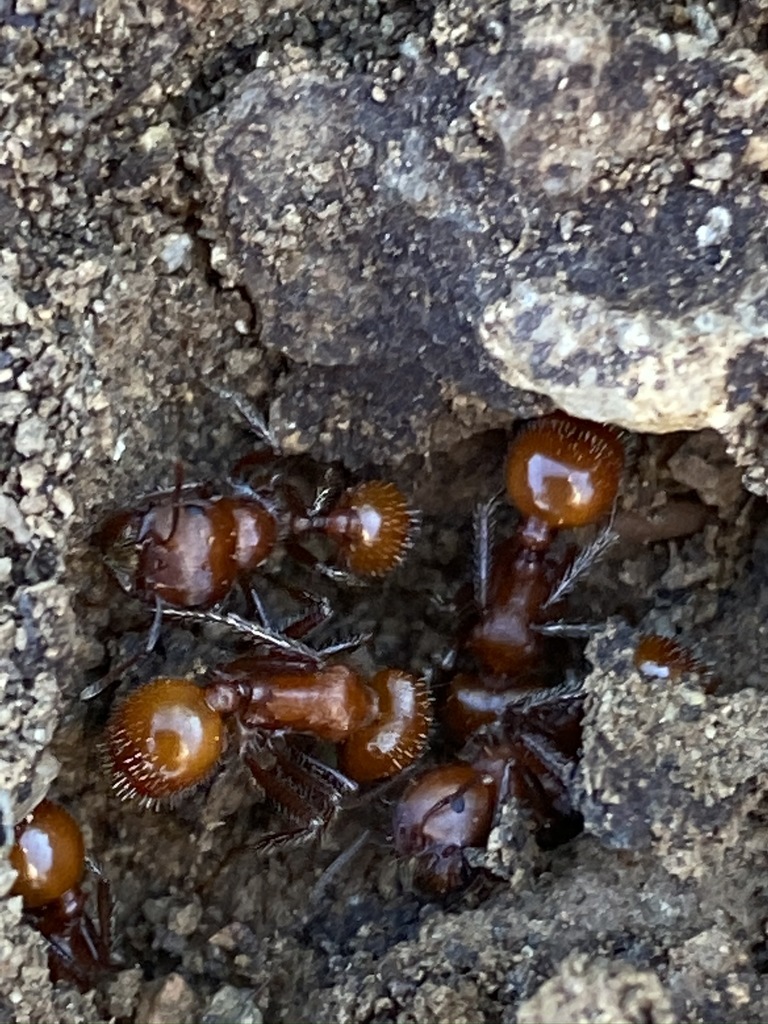 Pogonomyrmex tenuispinus from Ensenada, Baja California, Mexico on ...