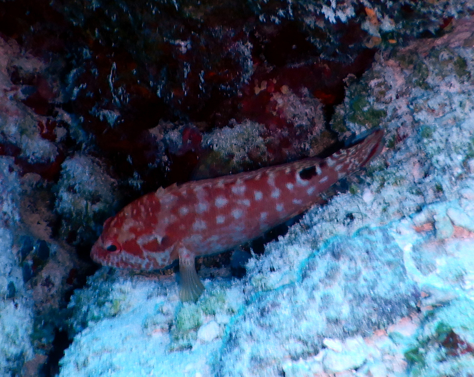 Cephalopholis leopardus (Lacepède, 1801)