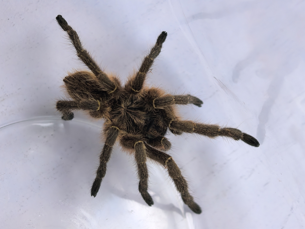 Highveld Baboon Spider from R24, Steenkoppies, Magaliesburg, 1791 ...