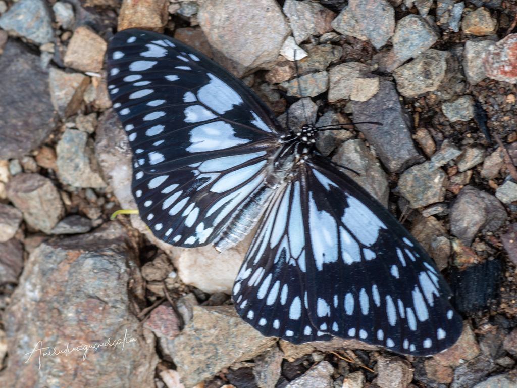 Tirumala choaspes in March 2026 by Amirudin Agus Nursalim · iNaturalist
