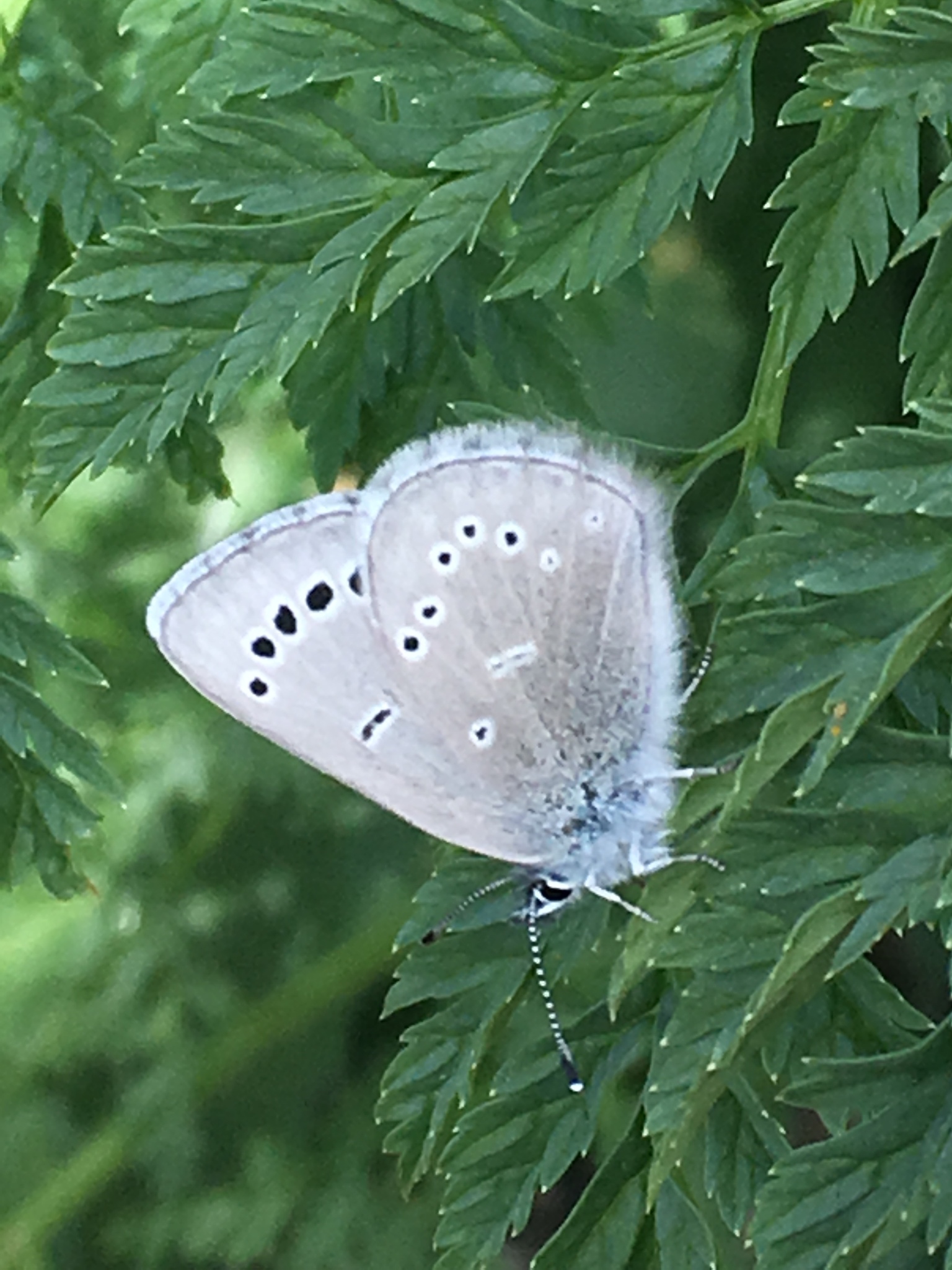Glaucopsyche lygdamus palosverdesensis Perkins & Emmel, 1977