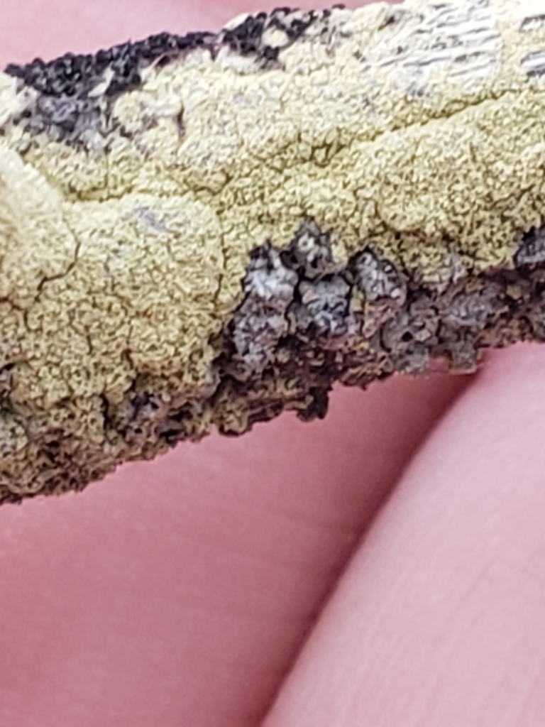 Pyrrhospora quernea from Torrey Preserve, San Diego, CA, USA on March 6 ...