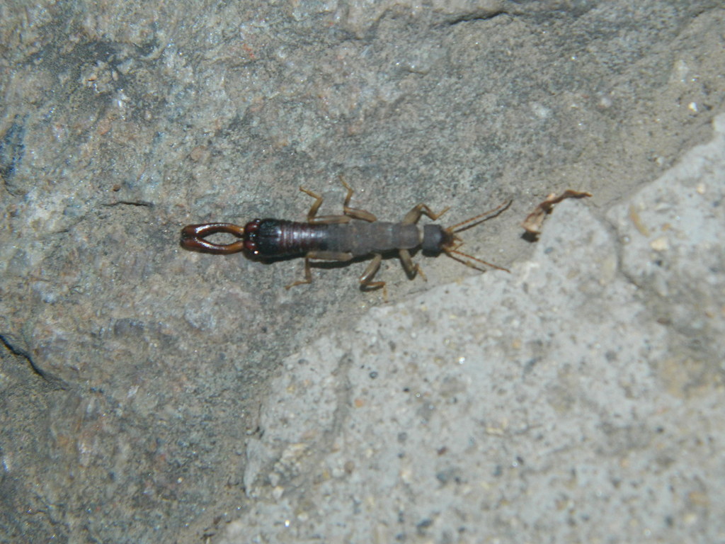 Challia fletcheri from China on July 19, 2019 at 06:54 PM by Grant Wang ...