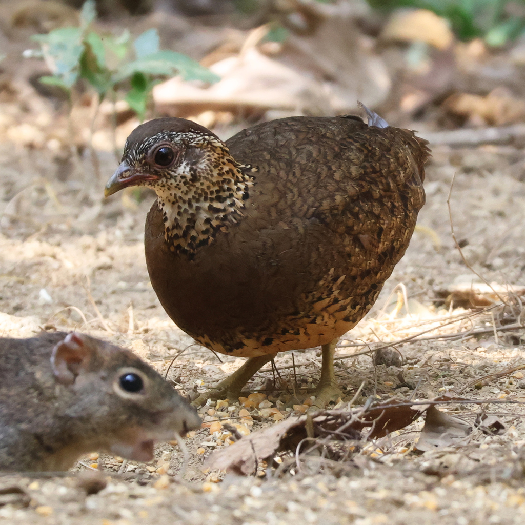 Vietnam Partridge (Tropicoperdix chloropus merlini) - Avian Discovery