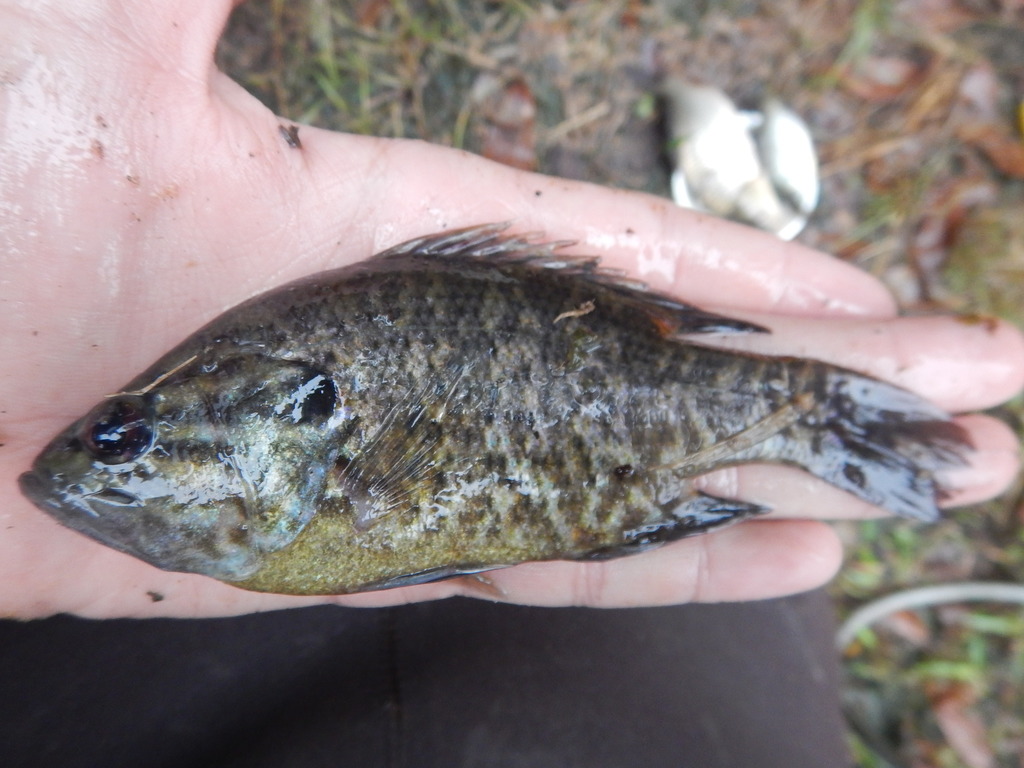 Warmouth from Cass County, TX, USA on October 15, 2019 at 11:52 AM by ...