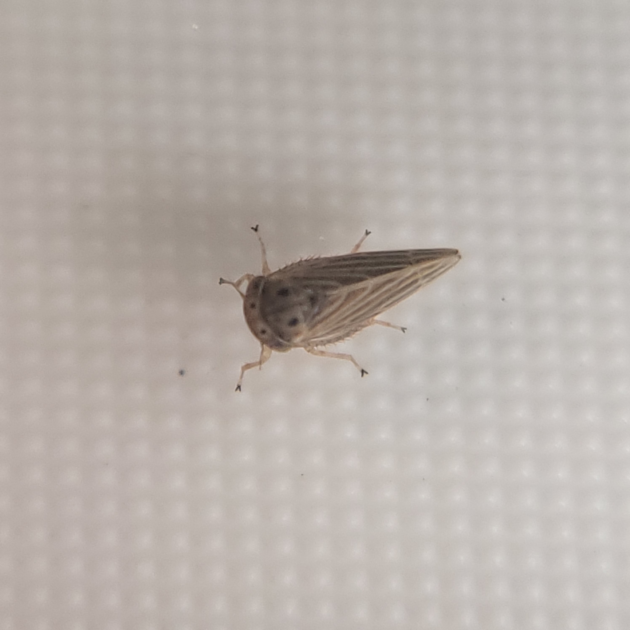 Agallia constricta | Insect Vectors of Plant Disease