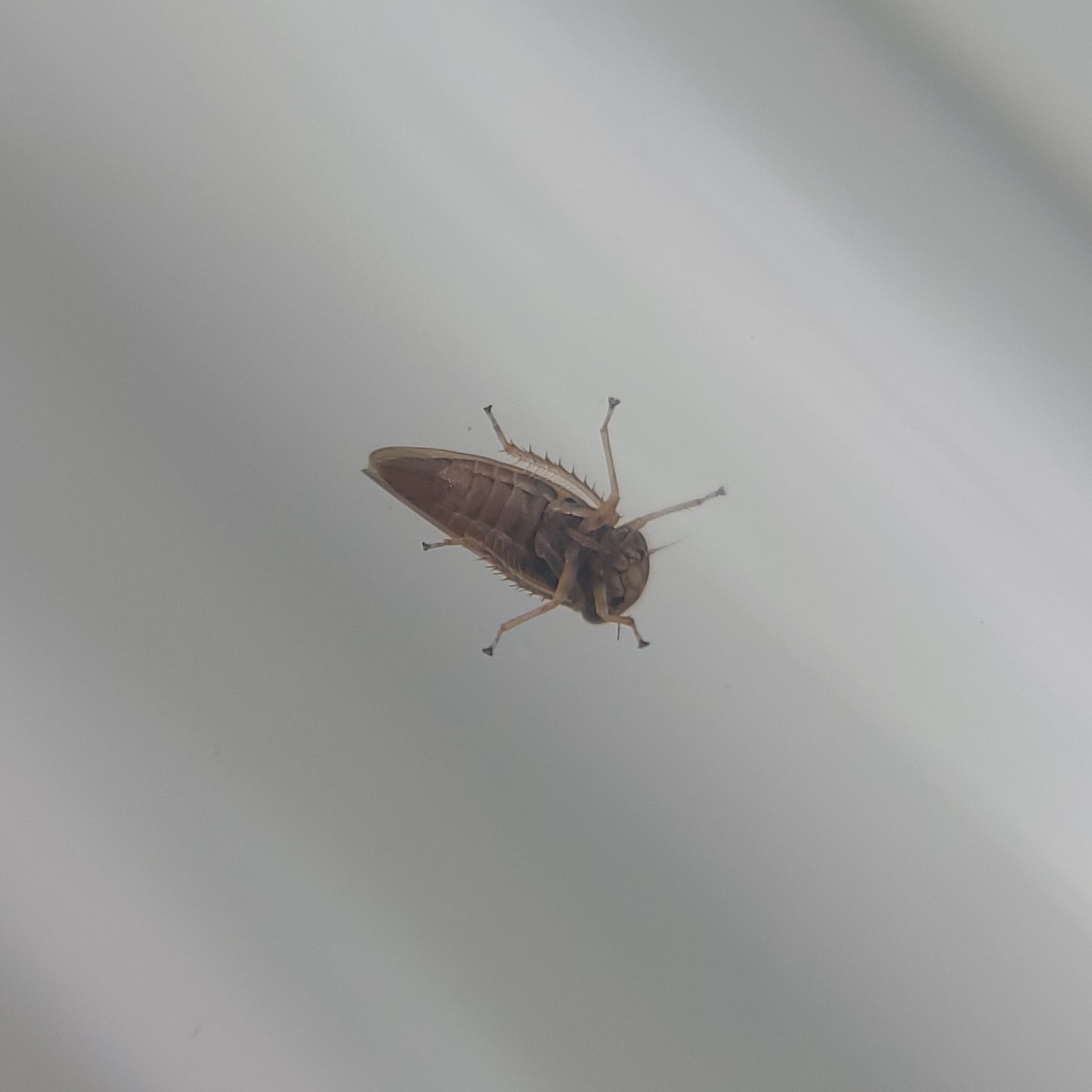 Agallia constricta | Insect Vectors of Plant Disease