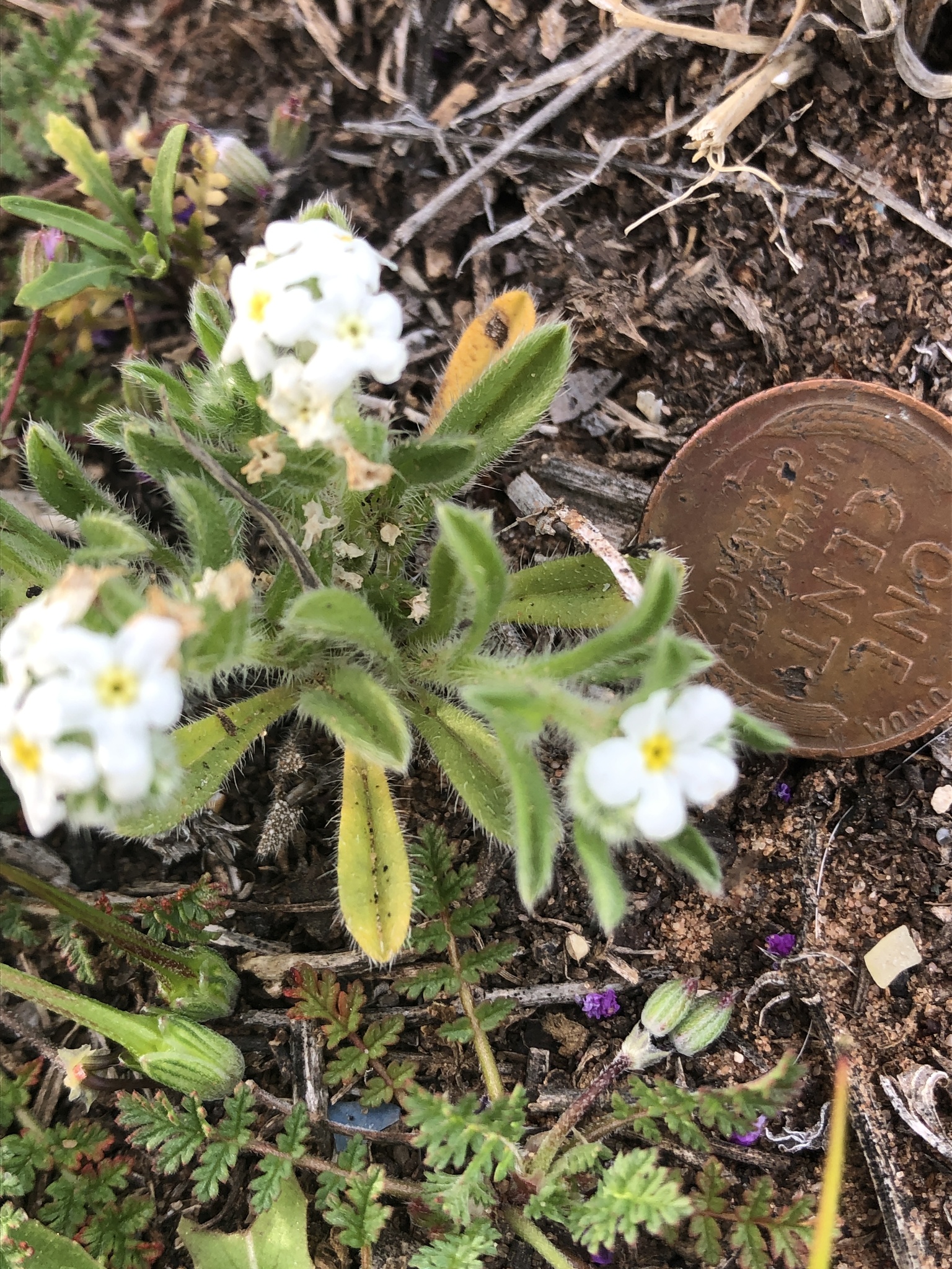 Cryptantha crassisepala (Torr. & Gray) Greene