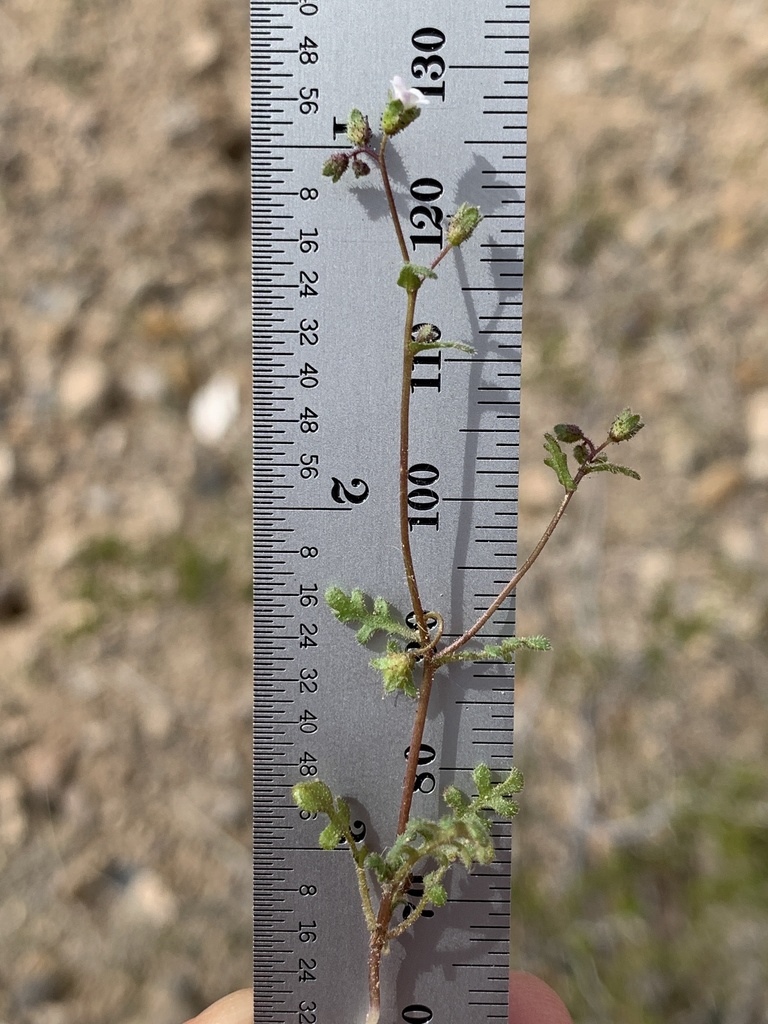 Dainty Desert Hideseed from Ash Meadows Dr, Pahrump, NV, US on March 9 ...