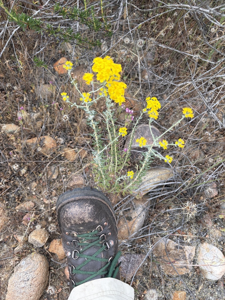 Golden Yarrow from Scripps Ranch, San Diego, CA, US on March 31, 2026 ...