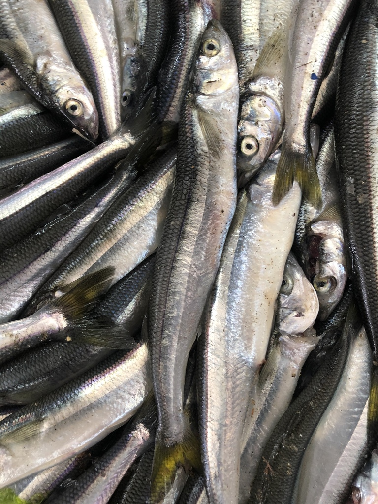 (Basilichthys) - Marine Life Identification