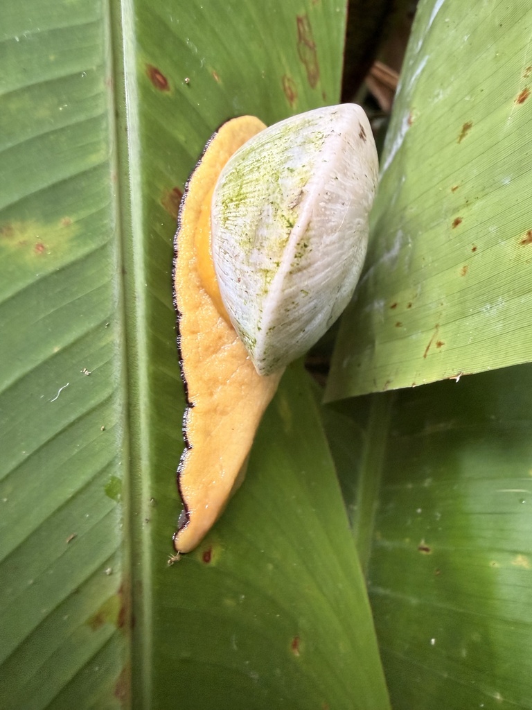 Parthena acutangula from El Yunque National Forest, Río Grande, PR, US ...