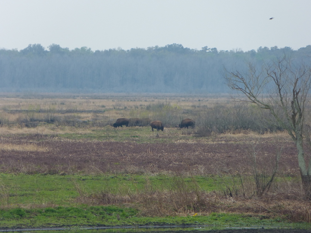 American Bison in February 2017 by Todd Belanger · iNaturalist