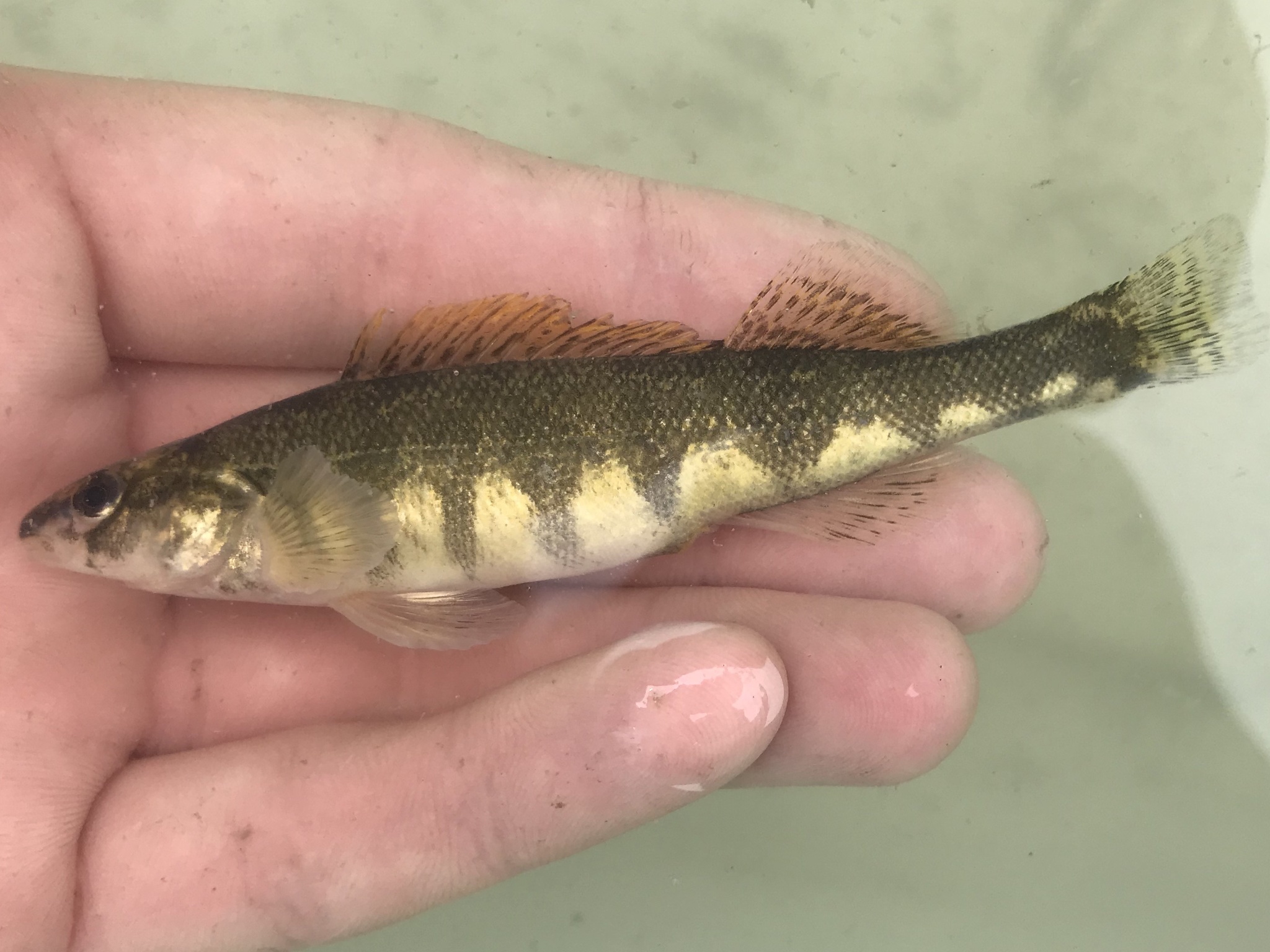 Percina apristis (Hubbs & Hubbs, 1954)