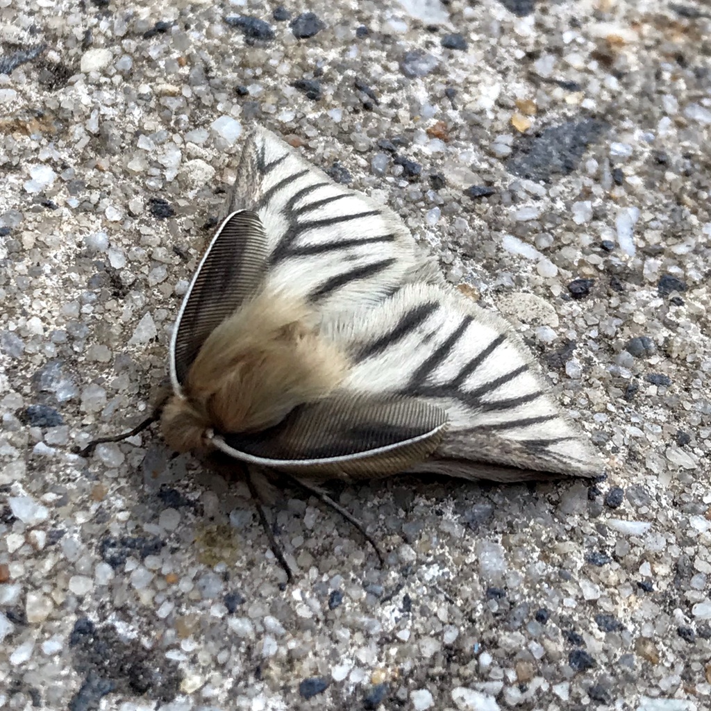 Pterolocera from Brazenor Street, Delacombe, VIC, AU on March 10, 2020 ...