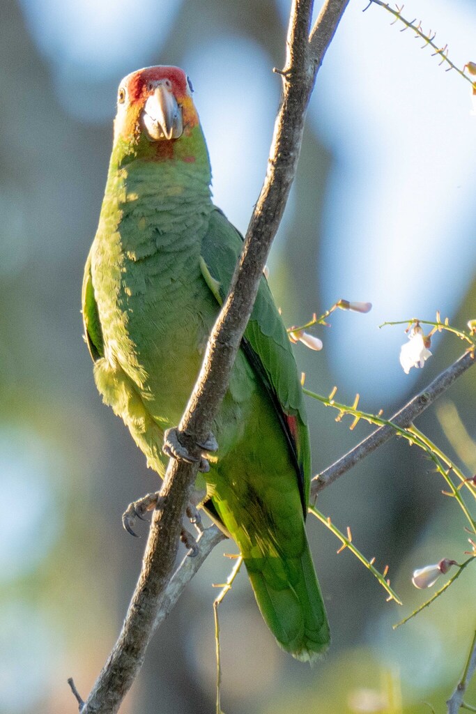 Red-lored Amazon from Orange Walk District, Belize on March 14, 2026 at ...