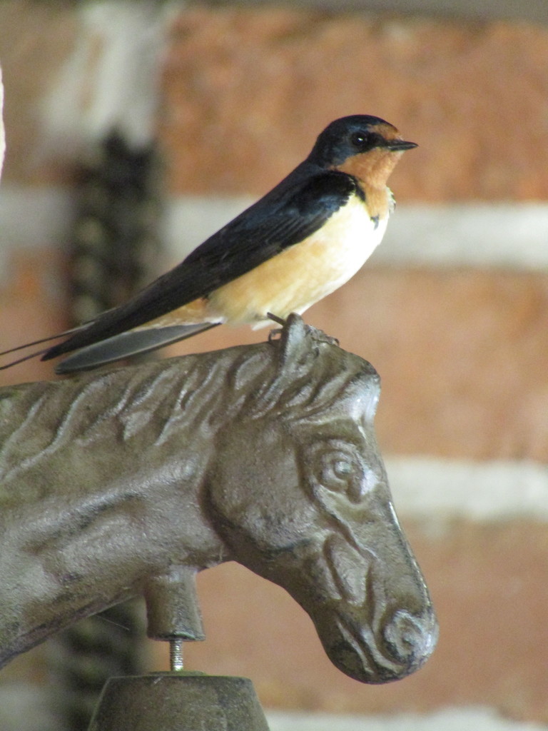 Barn Swallow from Bacoachi, Son., México on May 23, 2019 at 03:29 PM by ...