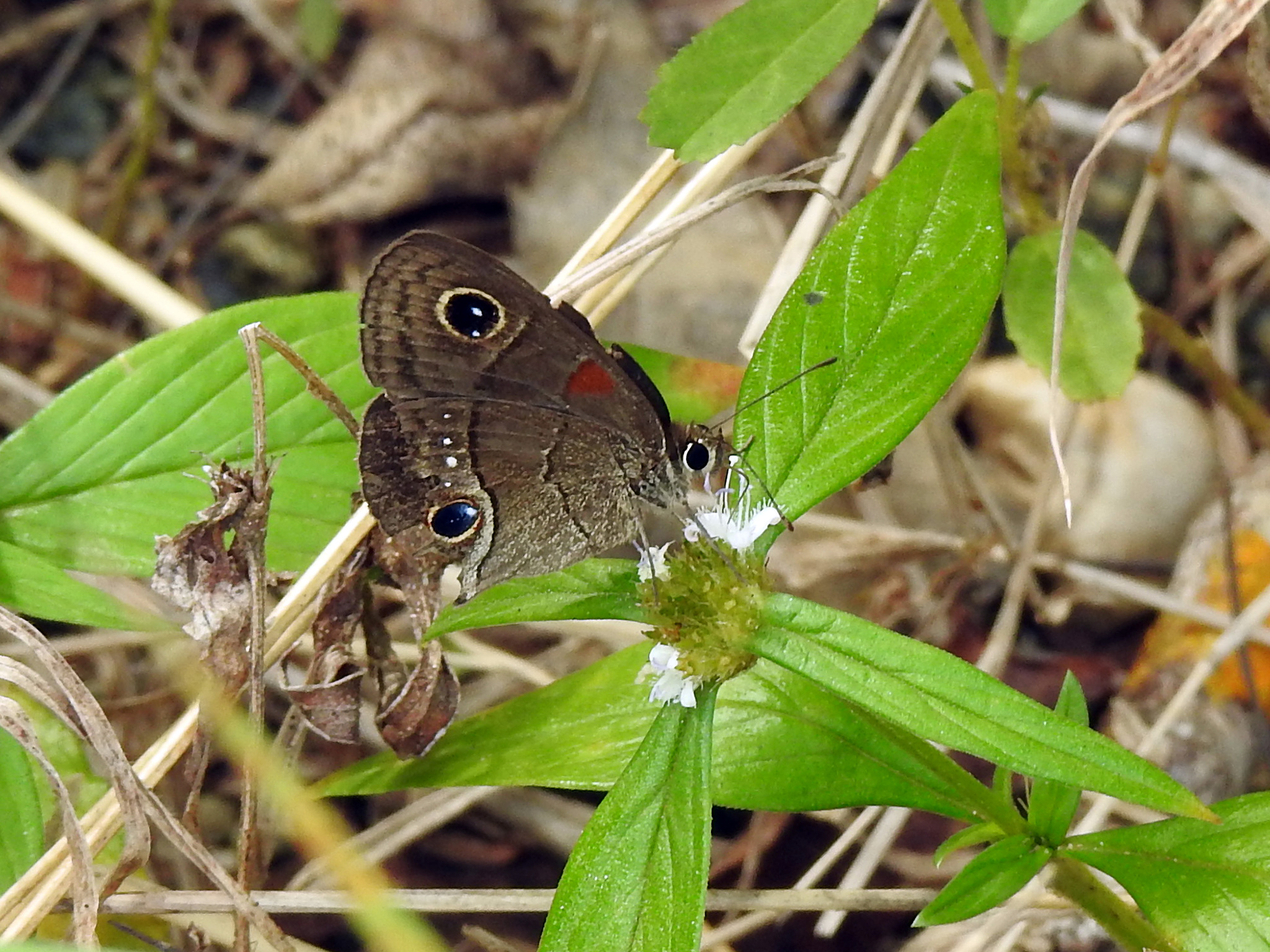Calisto herophile Hübner, 1823