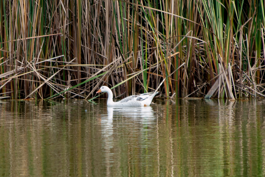 Ducks, Geese, and Swans from Whittier Narrows Recreation Area, Los ...
