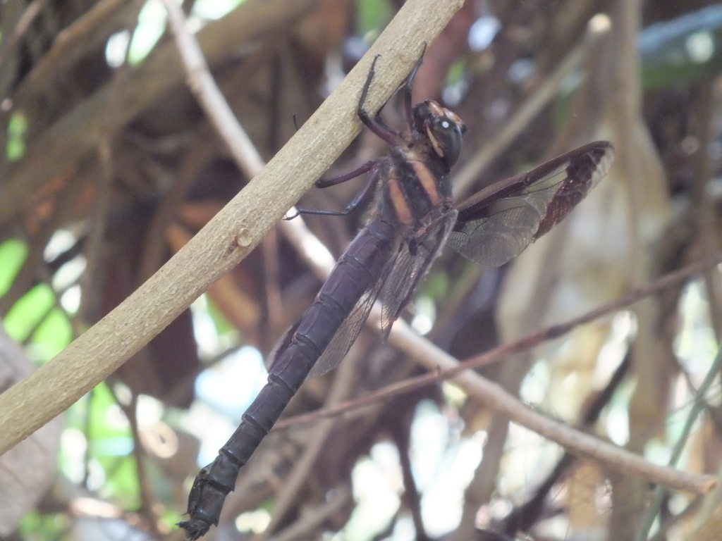 Giant Hawker from Katingan Regency, Central Kalimantan, Indonesia on ...