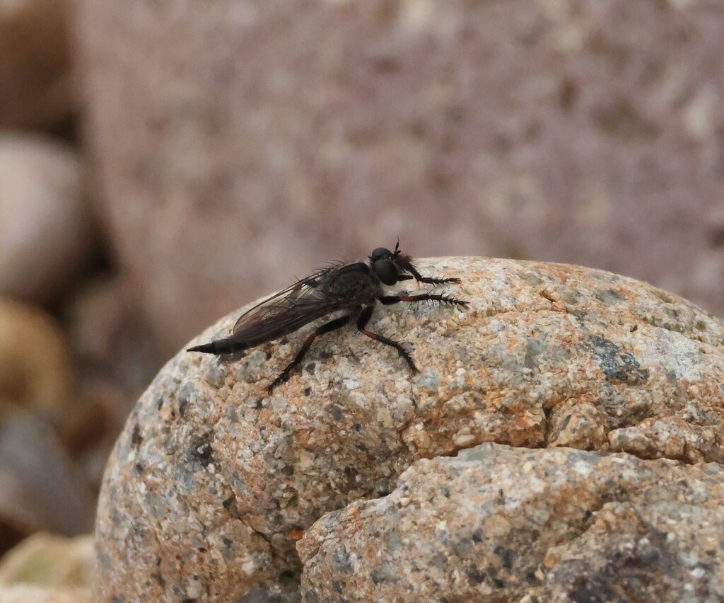 Asilinae from Scripps Ranch, San Diego, CA, USA on March 31, 2026 at 11 ...