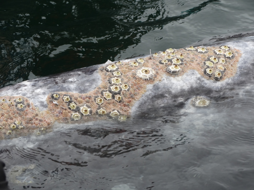 Cyamus scammoni from Mulegé, MX-BS, MX on March 6, 2020 at 11:09 AM by ...