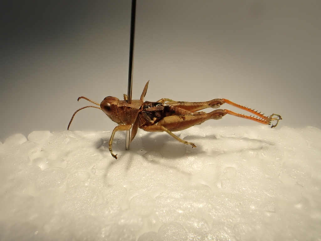 Wingless Grasshopper from Adelaide SA, Australia on March 10, 2020 at ...