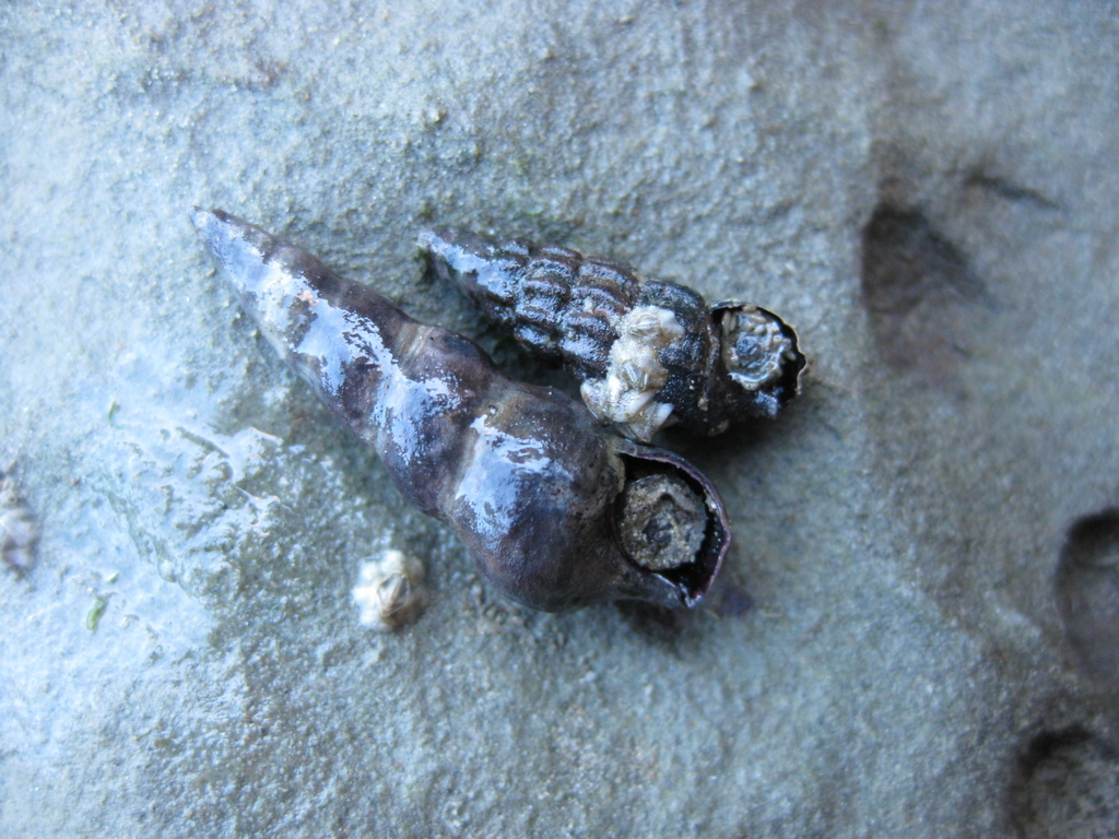 Large Horn Shell from Auckland, New Zealand on March 8, 2020 at 03:55 ...