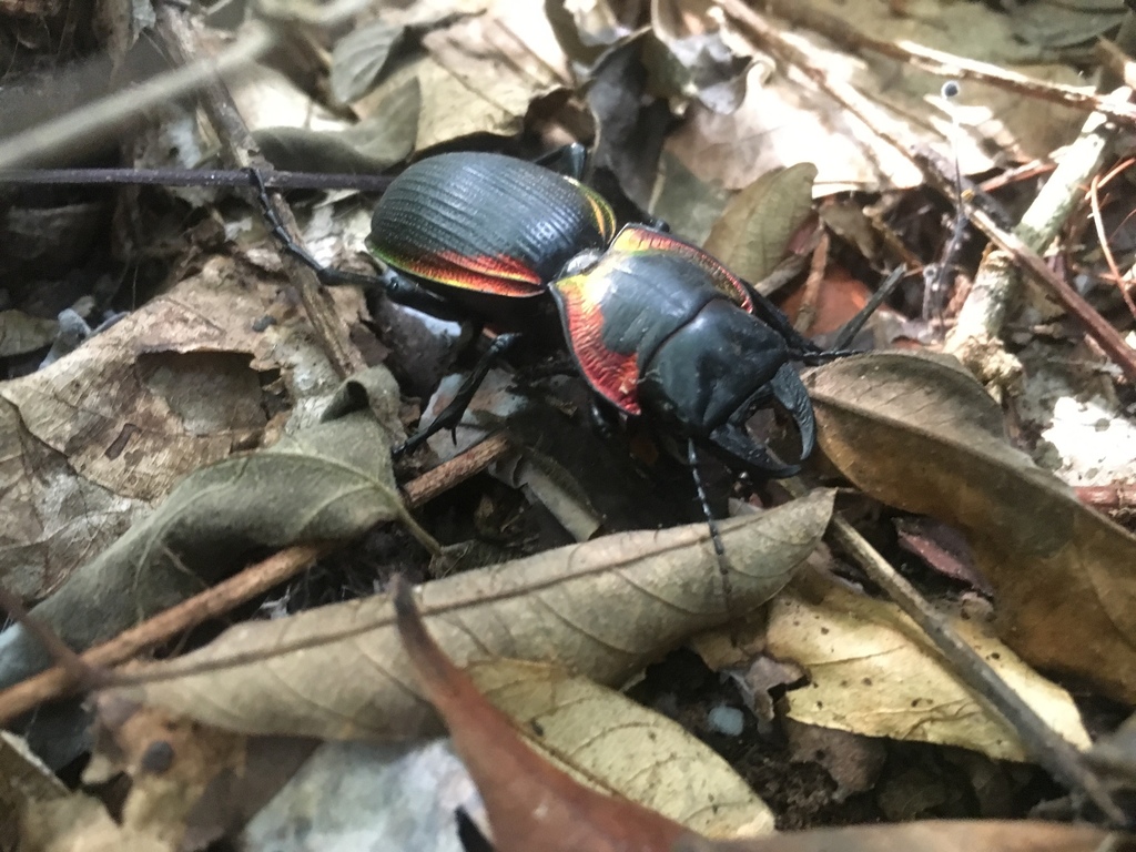 Copper-bordered Ground Beetle from Udom Sap, Wang Nam Khiao, Nakhon ...