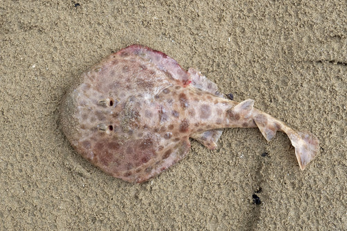 Chinese Numbfish (Narcine lingula) · iNaturalist