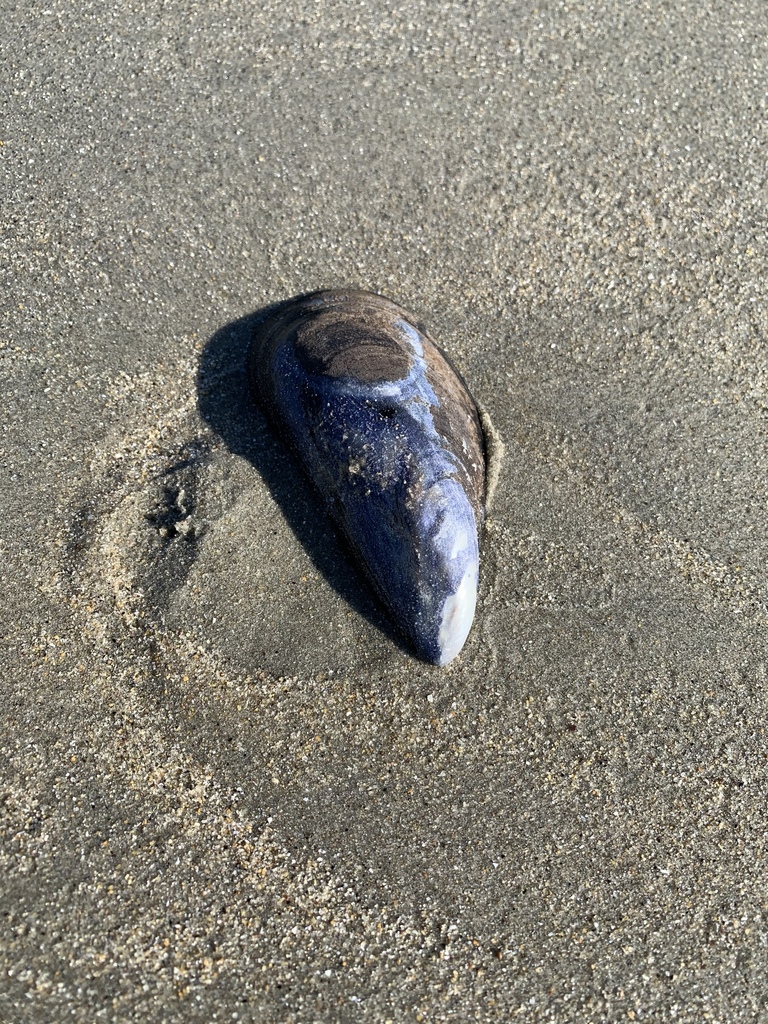 Blue Mussel from Revere Beach Blvd, Revere, MA, US on March 5, 2020 at ...