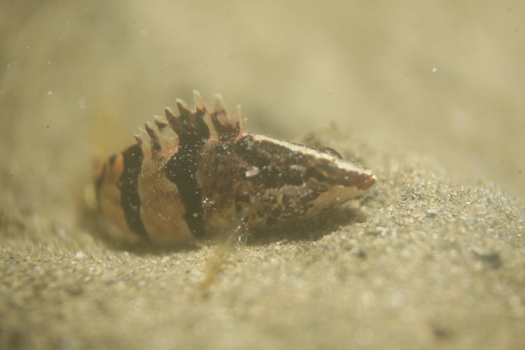 Banded Seaperch from Sydney NSW, Australia on March 7, 2020 at 08:44 PM ...