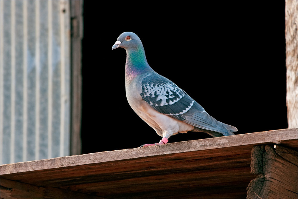 Pigeons and Allies (Aves of Bexar County Texas) · iNaturalist