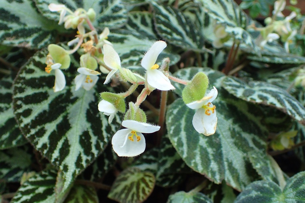 (Begonia pustulata) - Botanical Realm