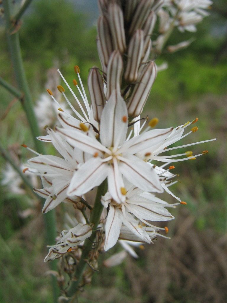 Asphodelus ramosus ramosus (Tenerife Plants Liliopsida without Poales ...