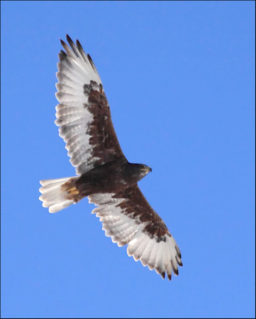 ferruginous hawk (Birds of Chiricahua NM) · iNaturalist