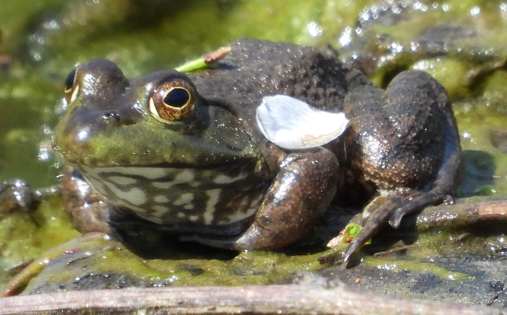 American Bullfrog from Silver Spring, MD, USA on March 31, 2026 at 12: ...