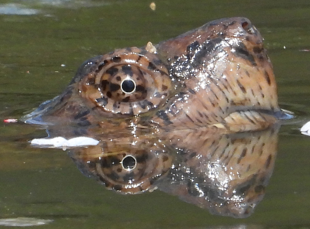 Common Snapping Turtle from Silver Spring, MD, USA on March 31, 2026 at ...