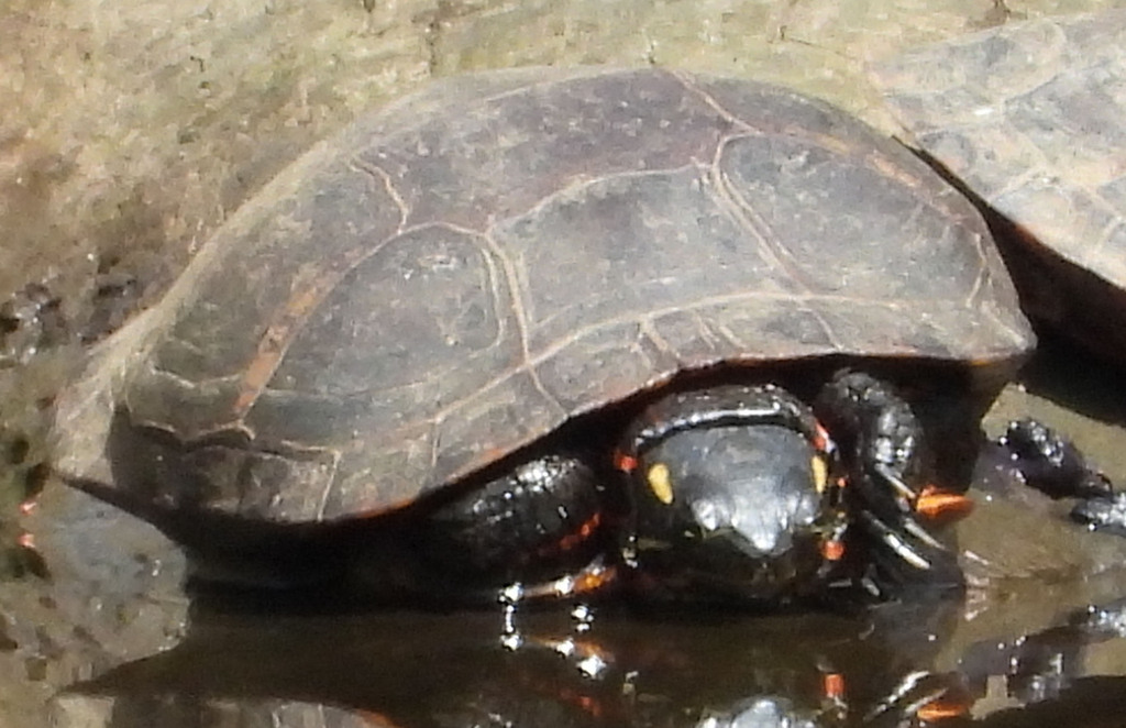 Eastern Painted Turtle from Forest Glen, Silver Spring, MD, USA on ...